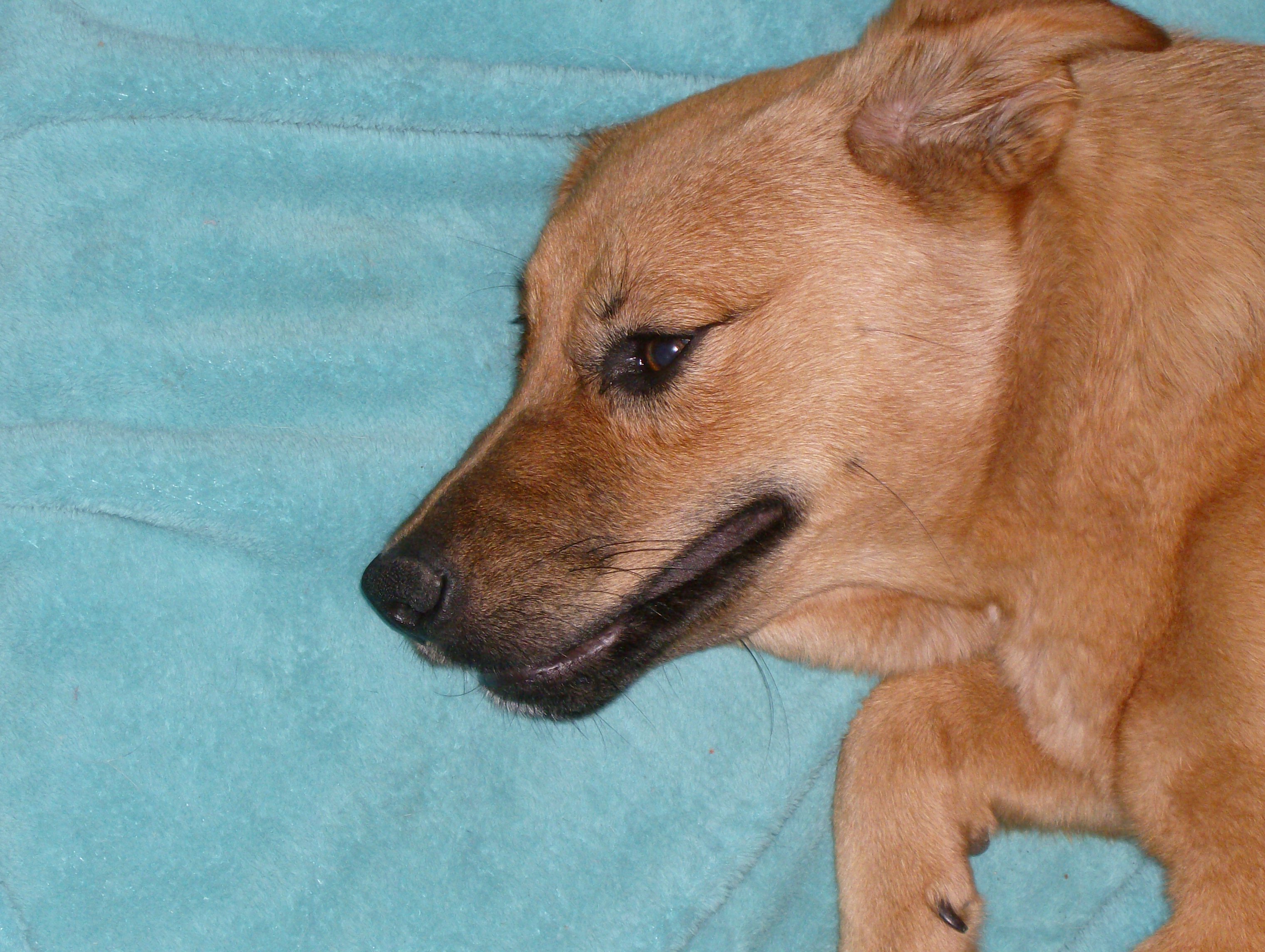 fancyBox - Fancy jQuery Lightbox Alternative | Demonstration